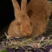Rabbit Manure - Rabbit Poop Pellet Fertilizer - Etsy