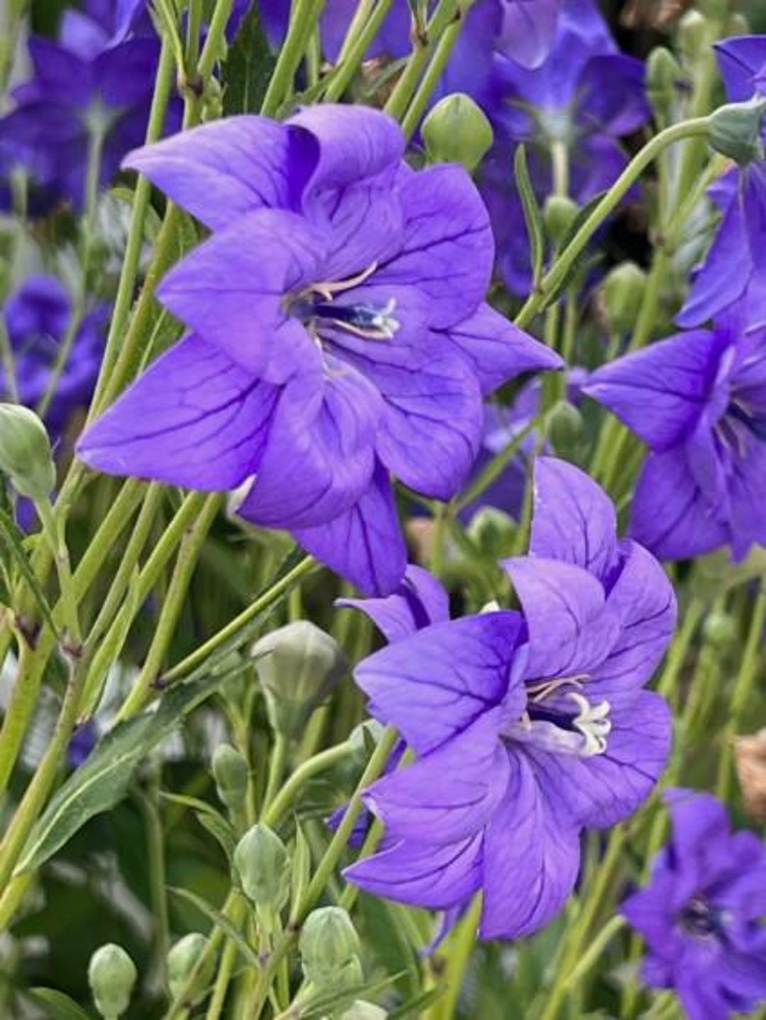 30 Count Blue Double Balloon Flower Seeds - NON-GMO - Etsy