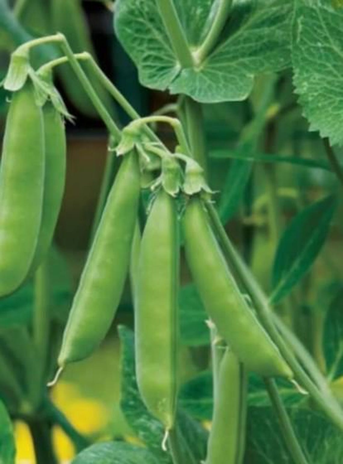 30 Count Alaska Pea - NON-GMO - Heirloom - Etsy