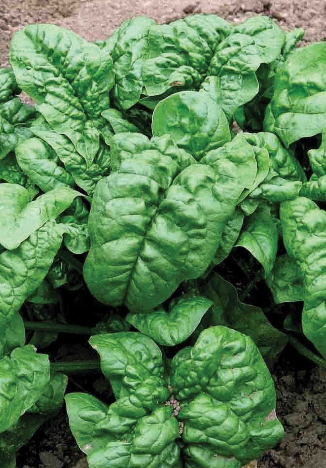 50 Count Bloomsdale Long Standing Spinach Seeds NON-GMO Heirloom Free ...