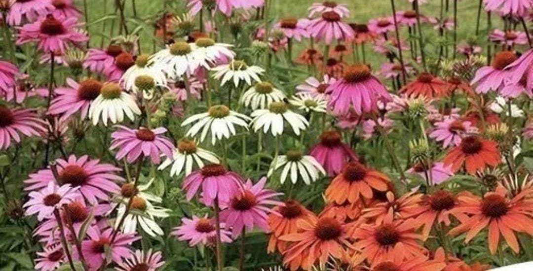 Coneflower Seed Mix - NON-GMO - Free Shipping - Etsy