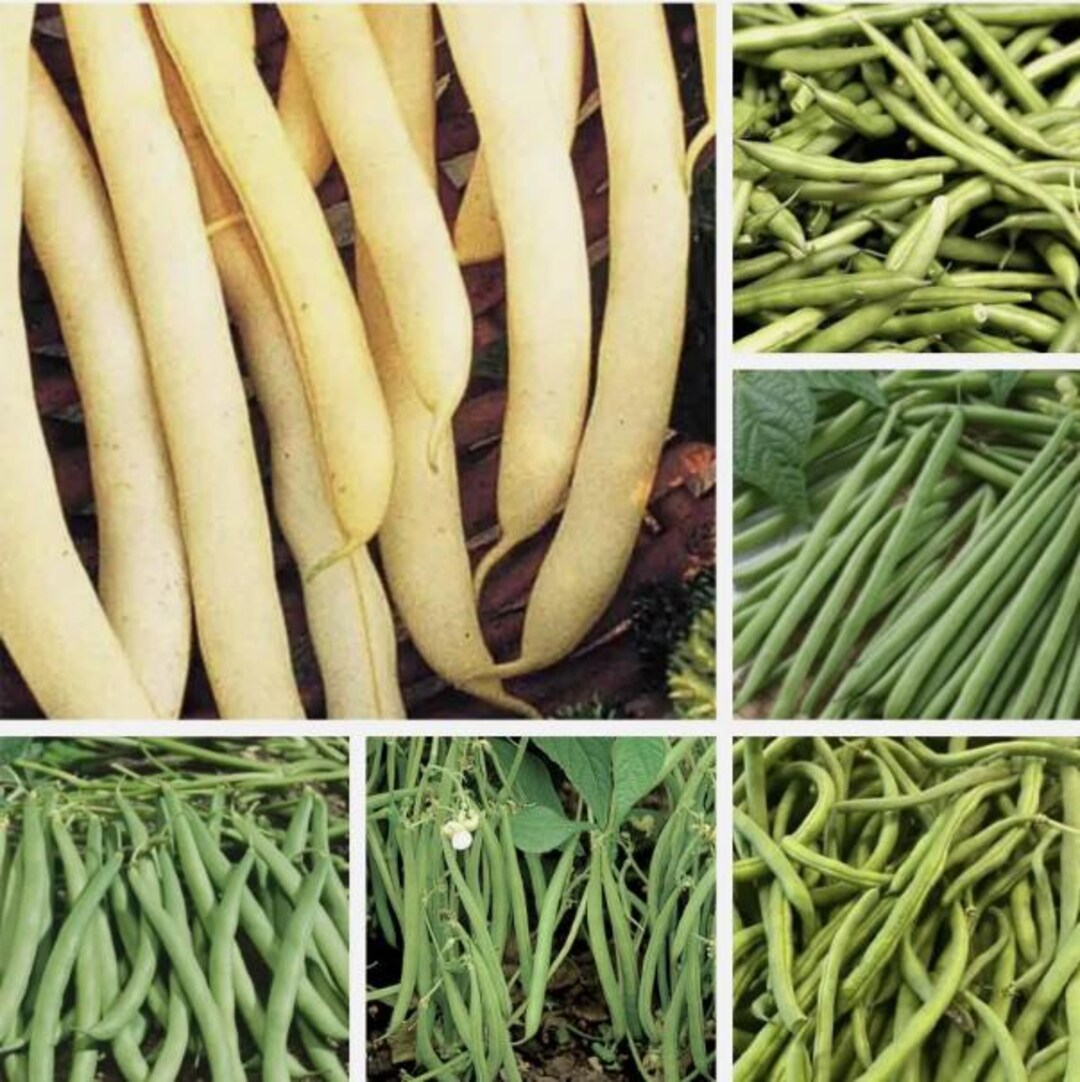 60 Count Bush Bean Variety Pack - Contender, Tenderette, Trop Crop ...