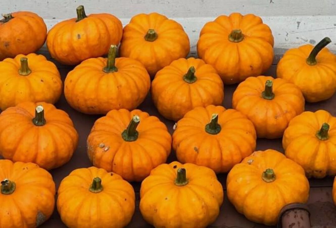30 Count Jack Be Little Pumpkin Seeds - for Planting and Microgreens ...