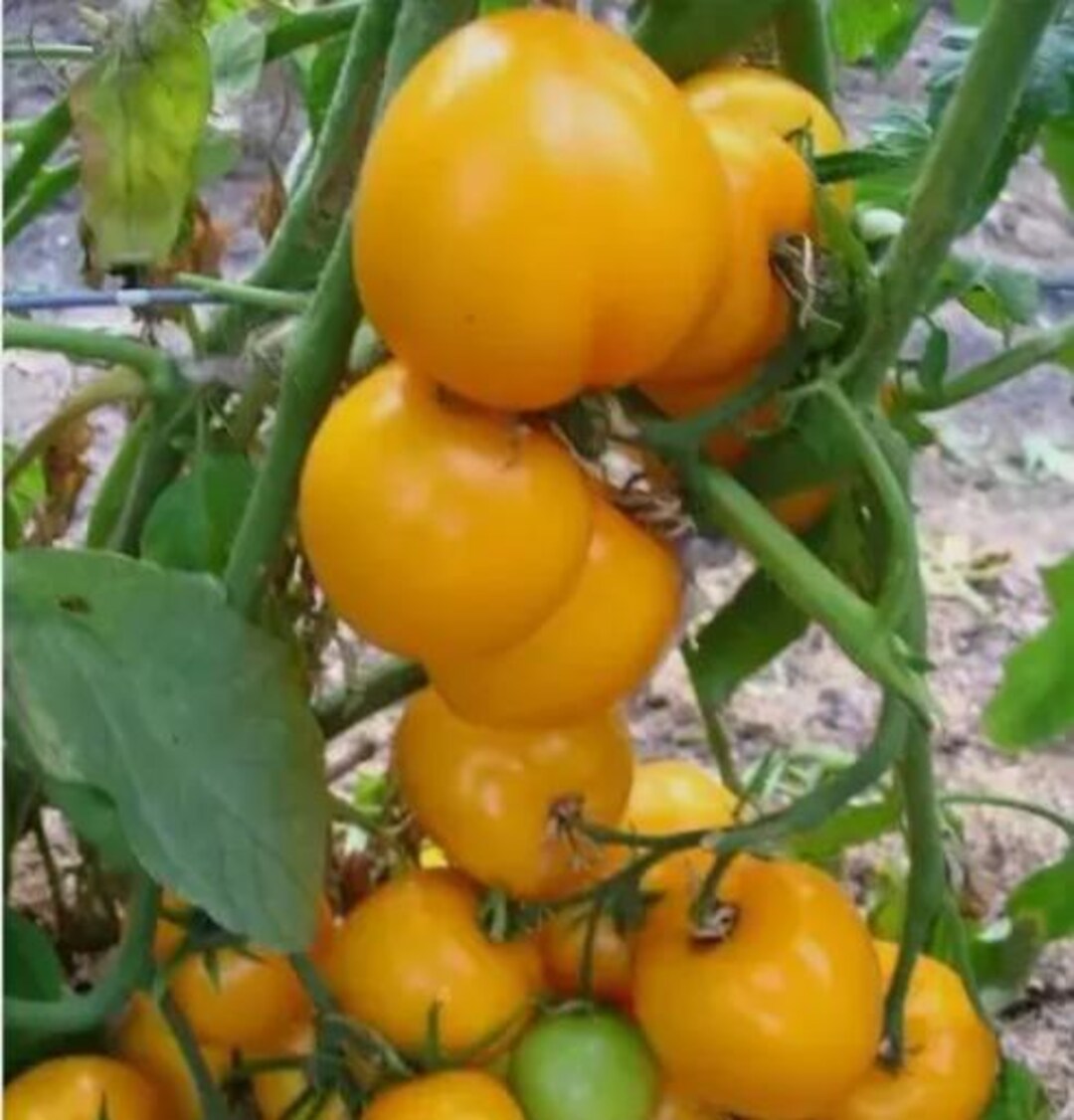 30 Count Lemon Boy F2 Tomato Seeds - Non-gmo - Free Shipping - Etsy