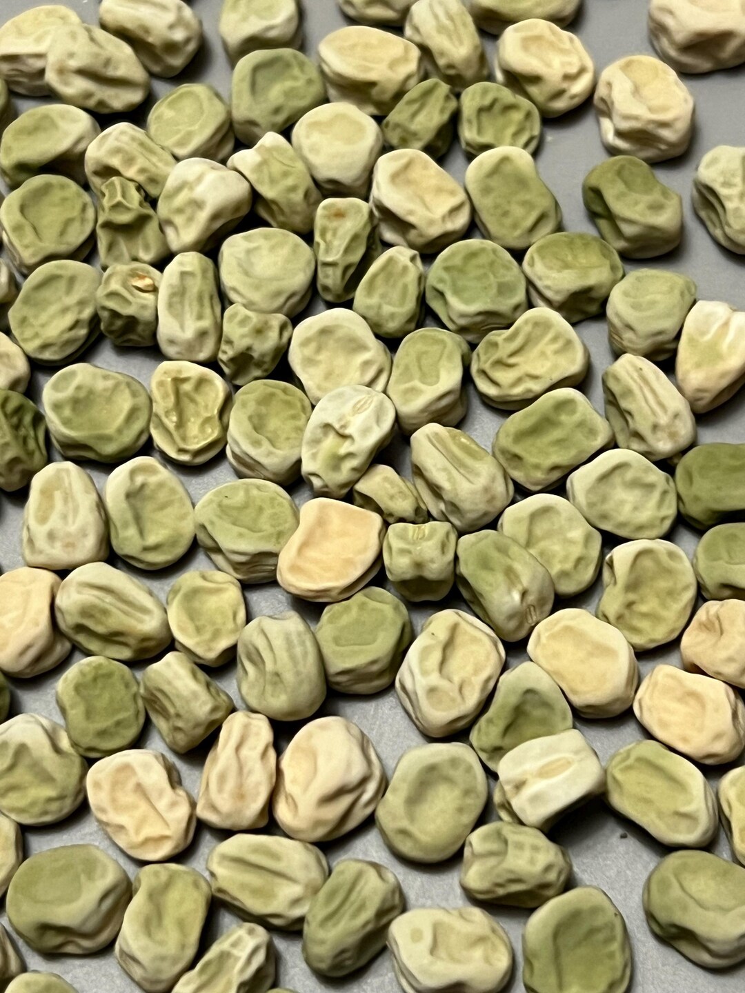 30 Count Early Onward Pea - NON-GMO - Etsy