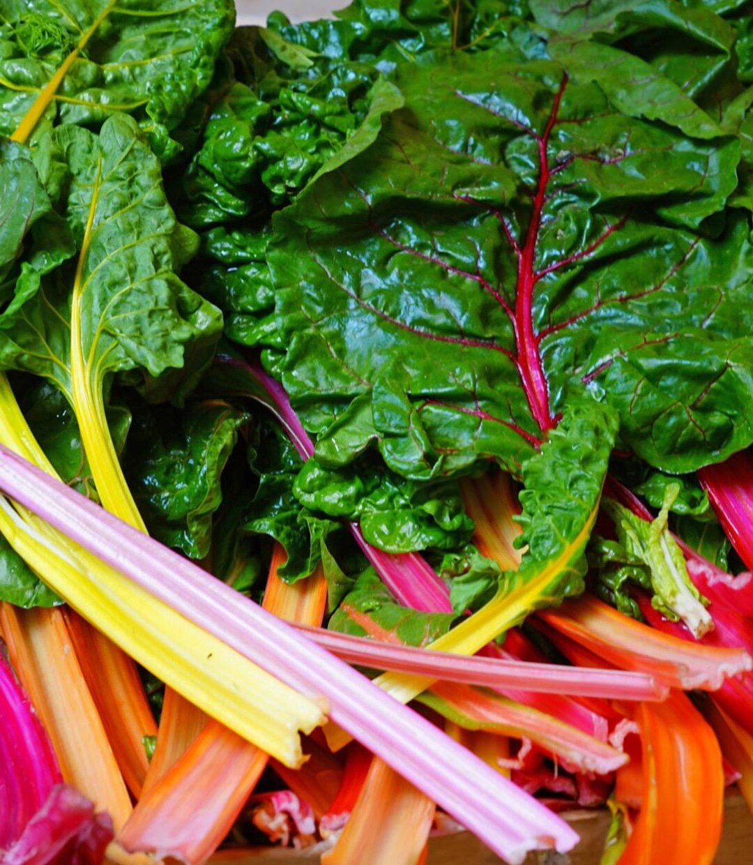 50 Count Swiss Chard Seeds - Mixed Colors - NON-GMO - Free Shipping - Etsy