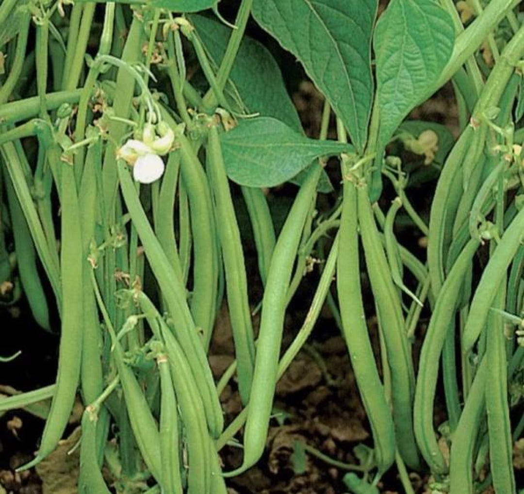 30 Count Blue Lake 274 Bush Bean - NON-GMO - Heirloom - Etsy