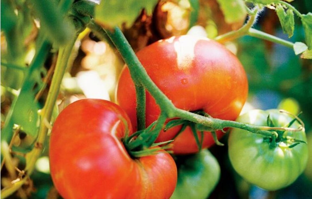 30 Count Rutgers Tomato - Non-gmo / Heirloom - Free Shipping - Etsy