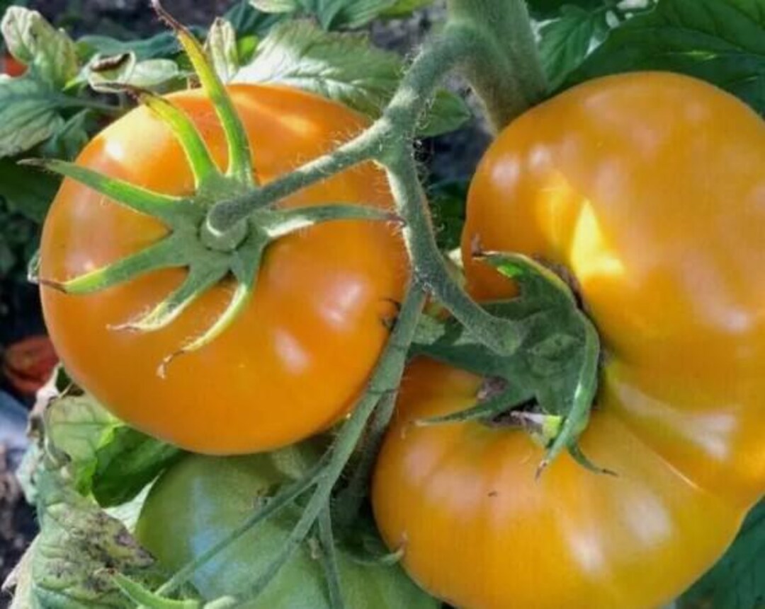 30 Count Jubilee Tomato Seeds - NON-GMO - Heirloom - Etsy