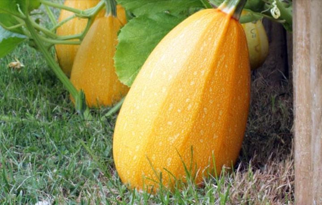 30 Count Spaghetti Squash Seeds - for Planting or Microgreens - NON-GMO ...