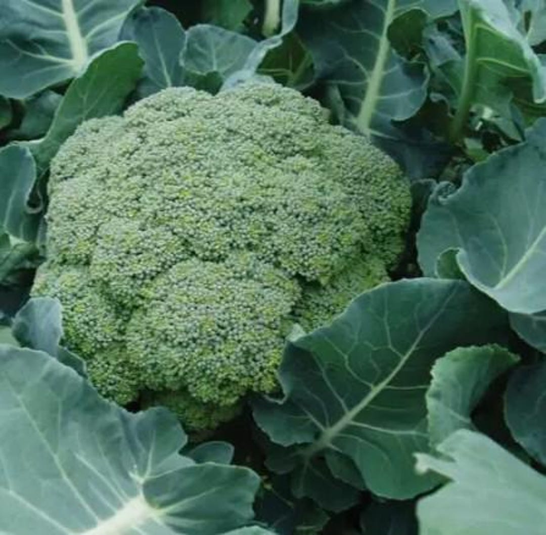 50 Count Calabrese Green Sprouting Broccoli - NON-GMO - Free Shipping ...