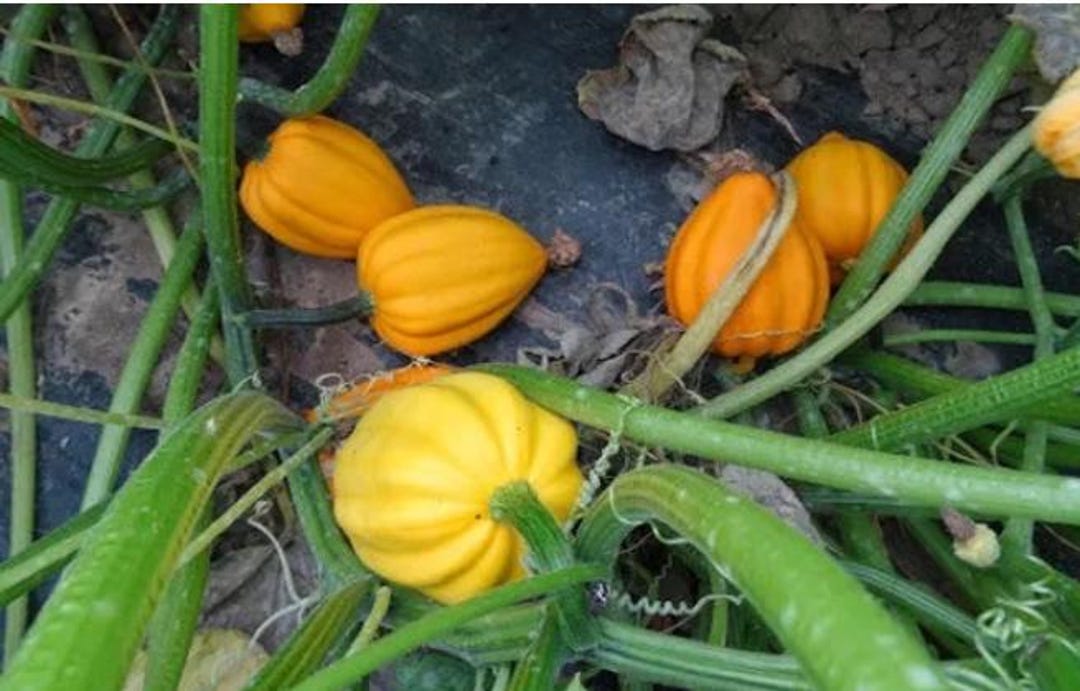 10 Count Table Queen Acorn Squash Seeds - for Planting or Microgreens ...