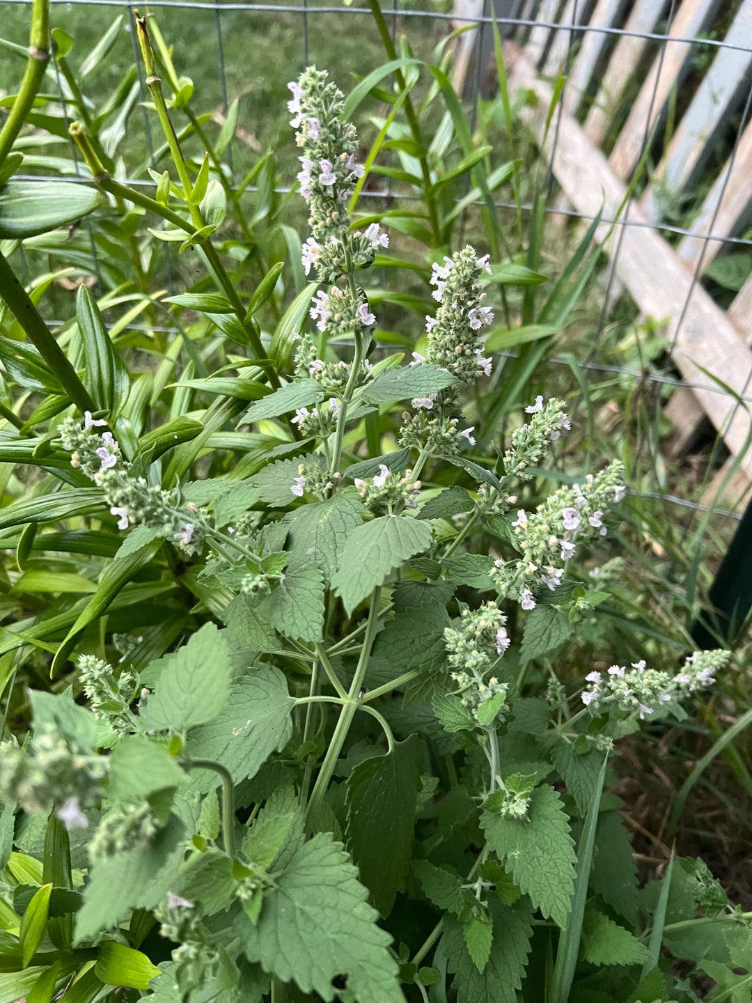 100 Count Catnip Seeds Non-gmo/heirloom - Free Shipping - Etsy