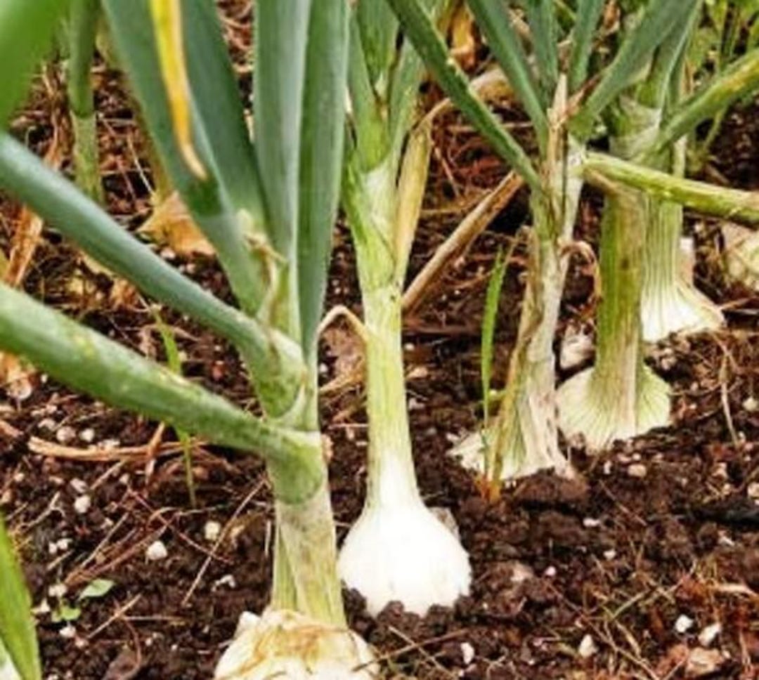 250 Count White Spanish Onion Seeds - NON-GMO - Etsy