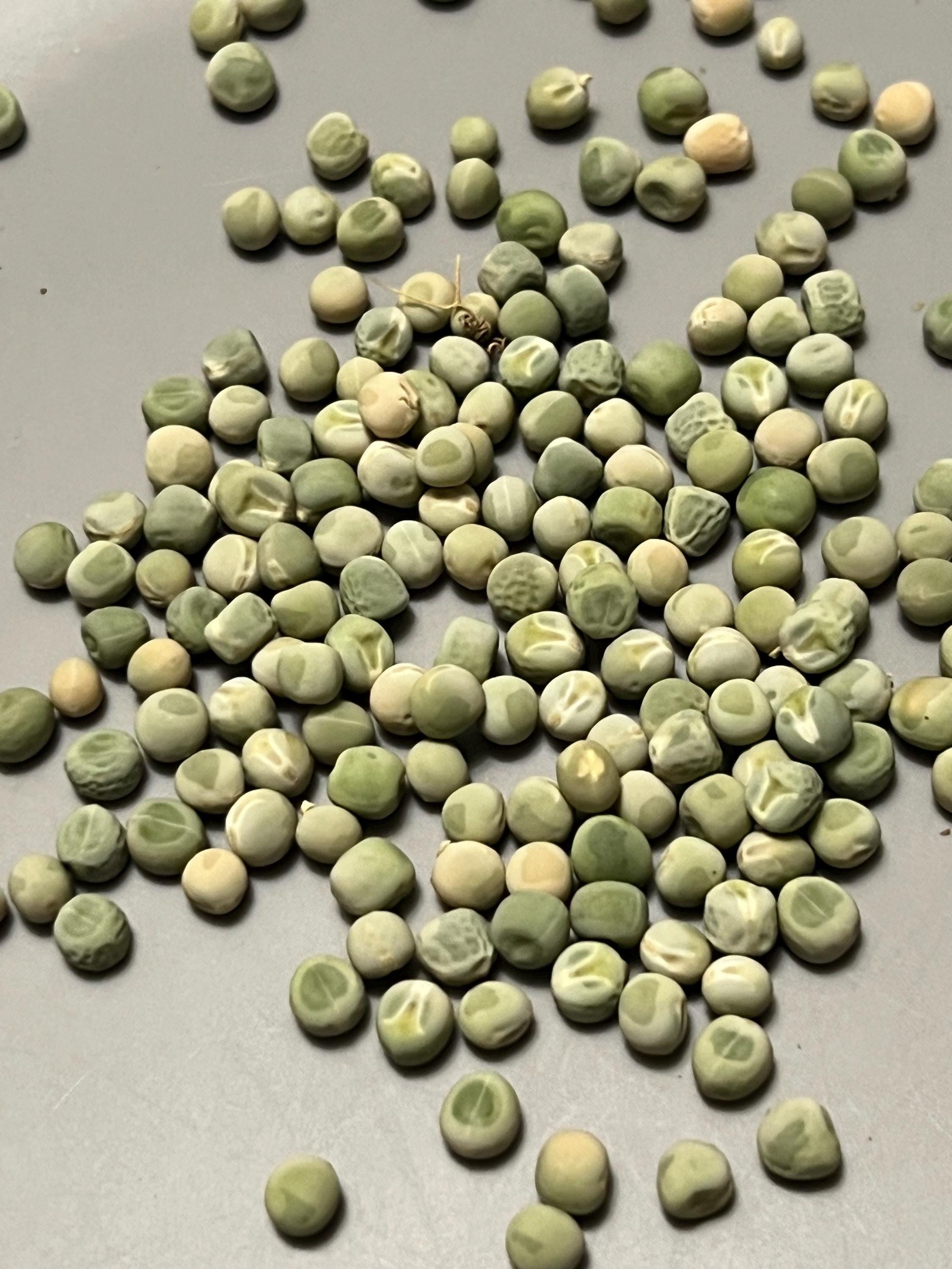 30 Count Alaska Pea - NON-GMO - Heirloom - Etsy