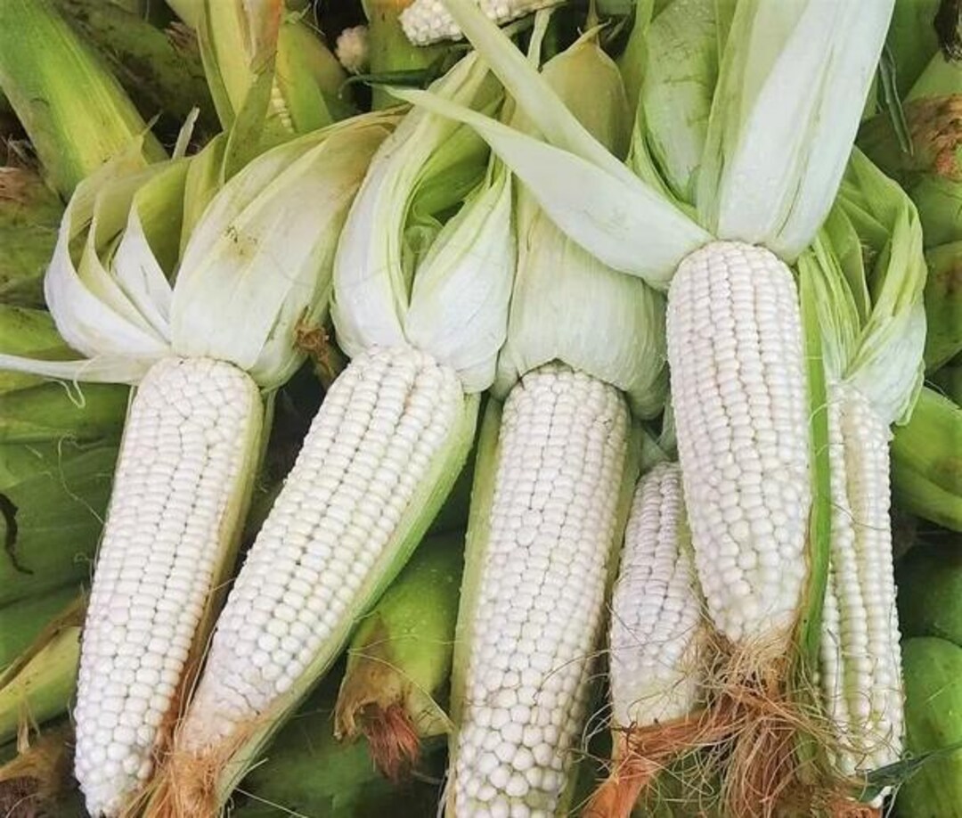 60 Count Stowell's Evergreen Sweet Corn NON-GMO / Heirloom Free ...