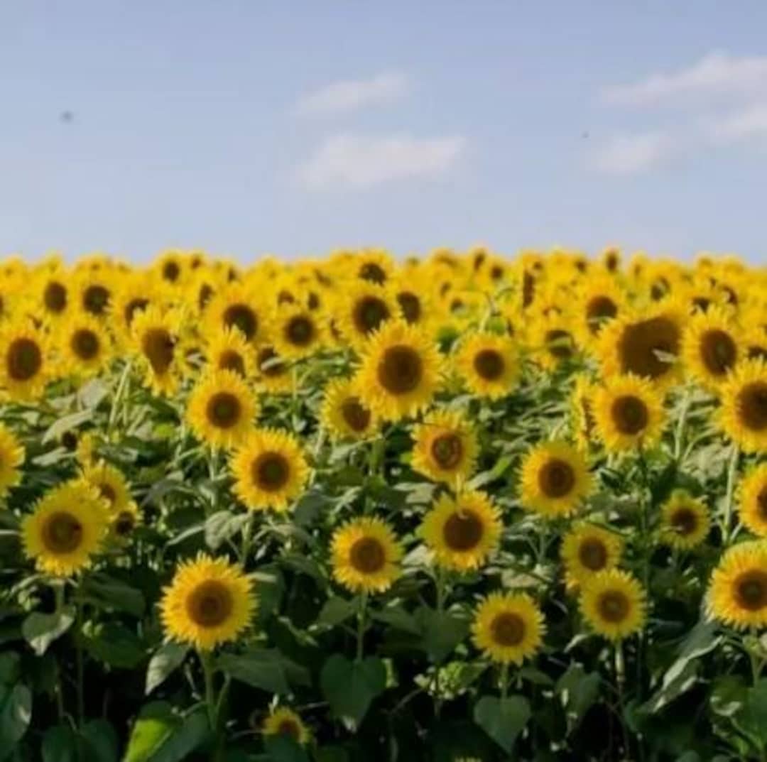 50 Count Mammoth Grey Stripe Sunflower - for Planting or Microgreens ...