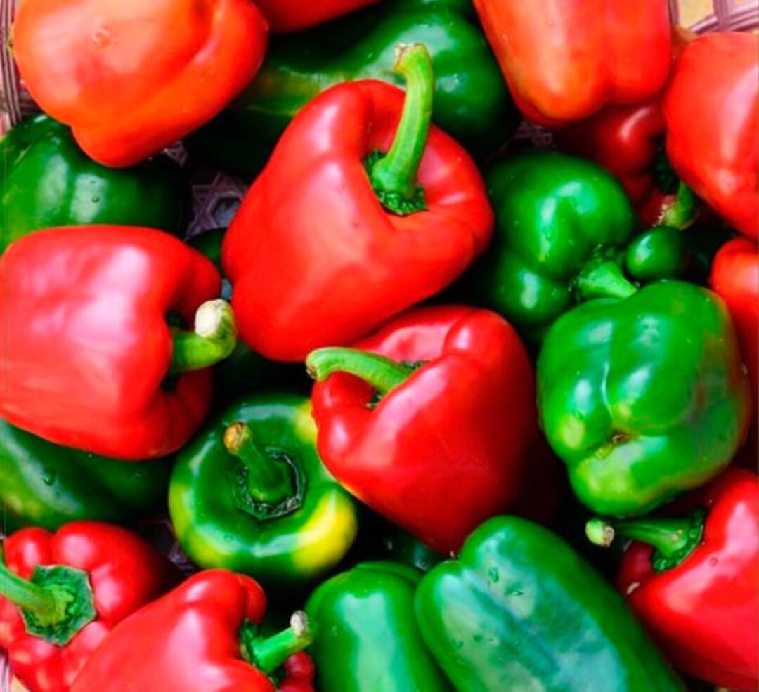 50 Count Keystone Resistant Bell Pepper Seeds - NON-GMO / Heirloom ...