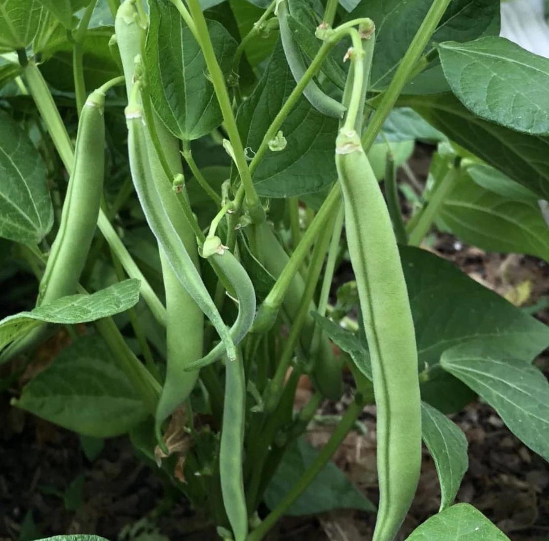 30 Count Tenderette Bush Bean - NON-GMO - Heirloom - Etsy