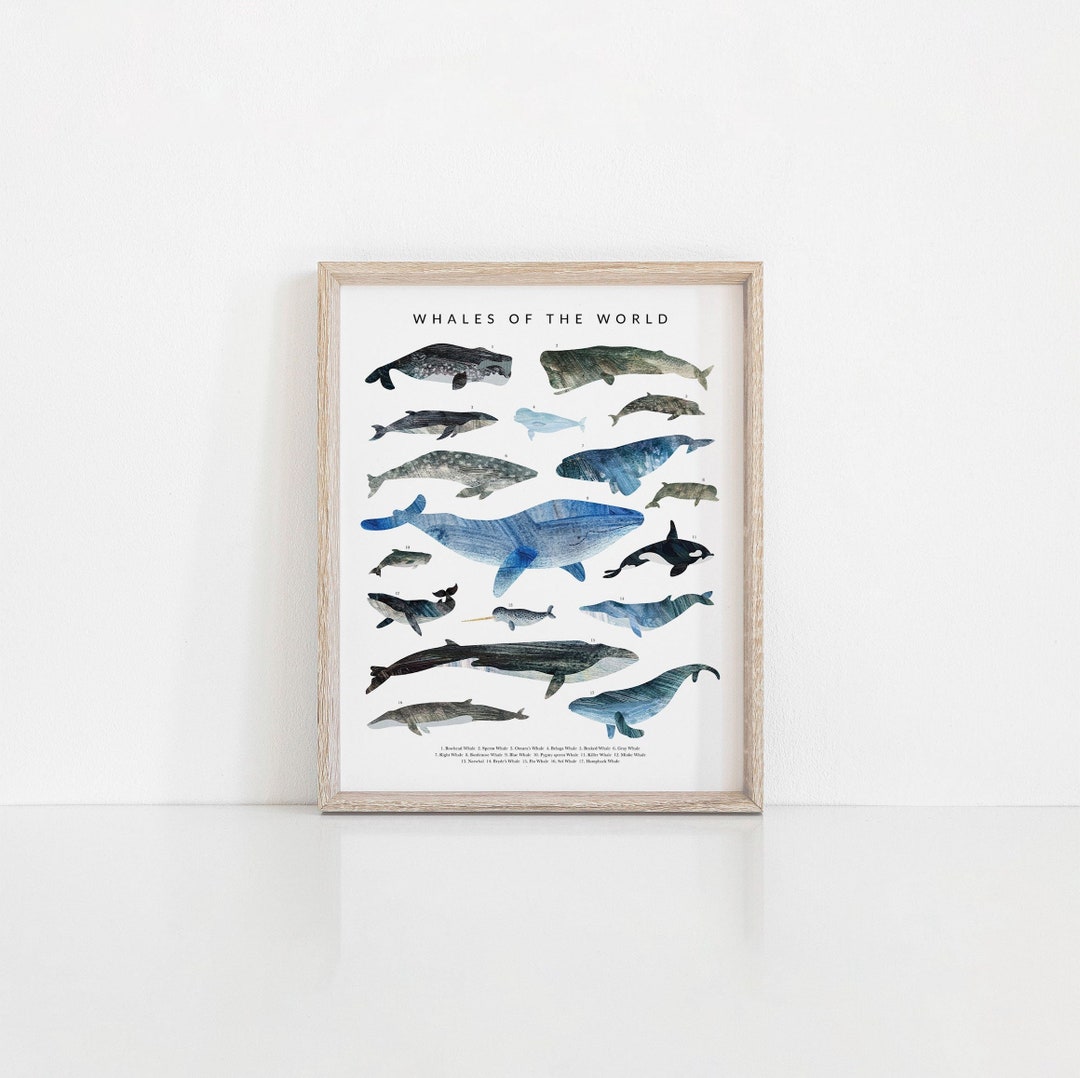 Whale Species Poster, Educational Art for Kids, Nautical Decor, Wall ...