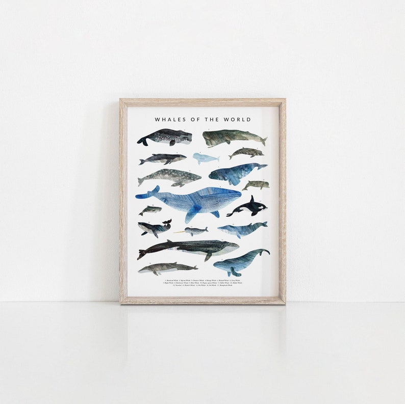 Whale Species Poster Educational Art for Kids Nautical - Etsy