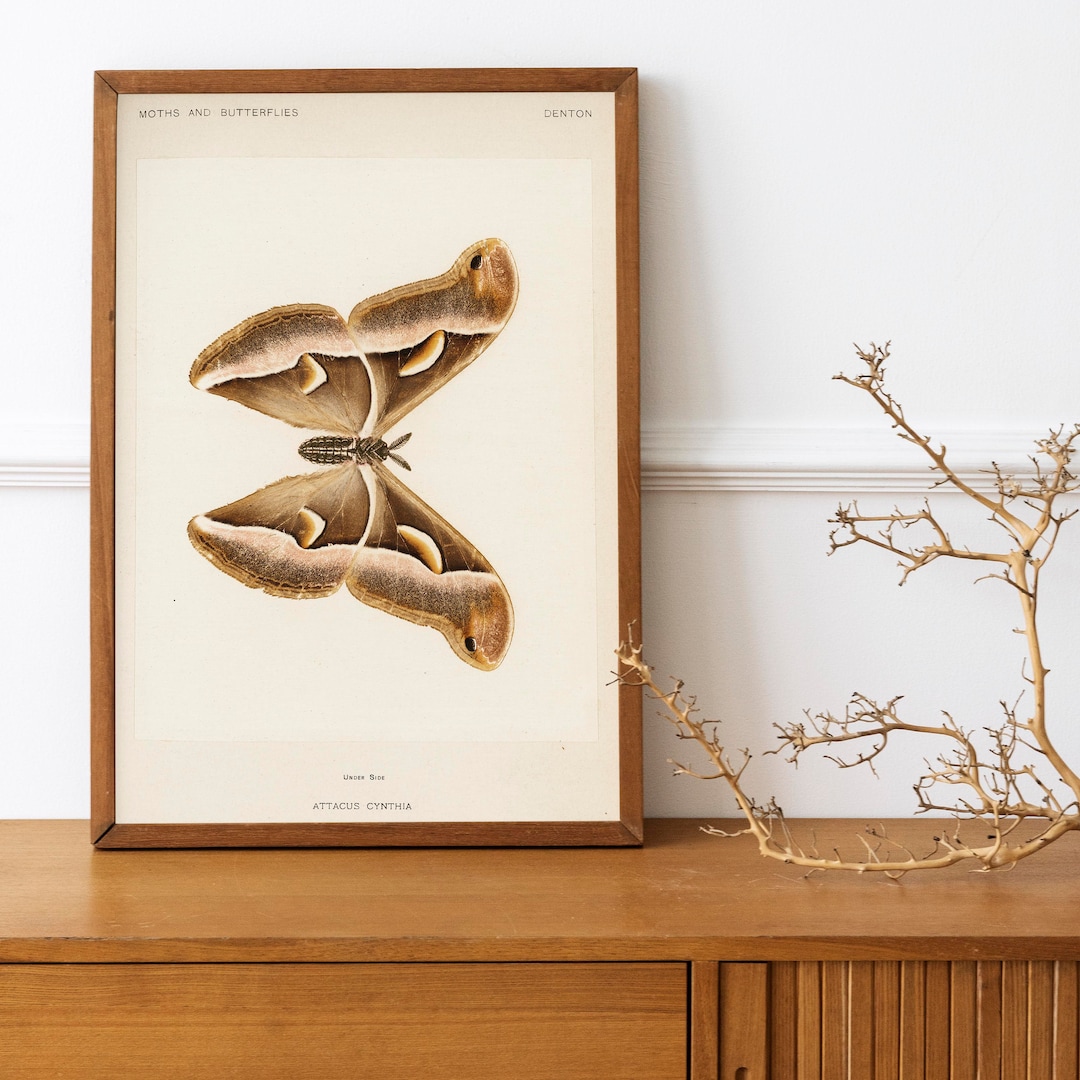 Vintage Illustration Ailanthus Silkmoth (attacus Cynthia) Moths and ...