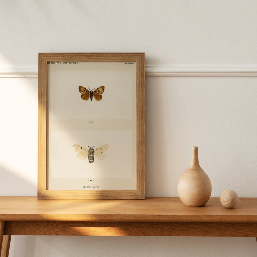 Vintage Illustration Gypsy Moth Male Female (ocneria Dispar) Moths and ...