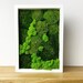 Colorful Moss Picture, Wooden Frame, Moss Art, Home Decoration - Etsy