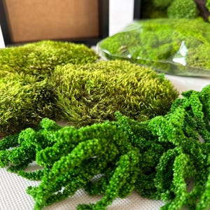 DIY Moss Art Kit, Handcraft, Moss Picture, Creative Gift - Etsy