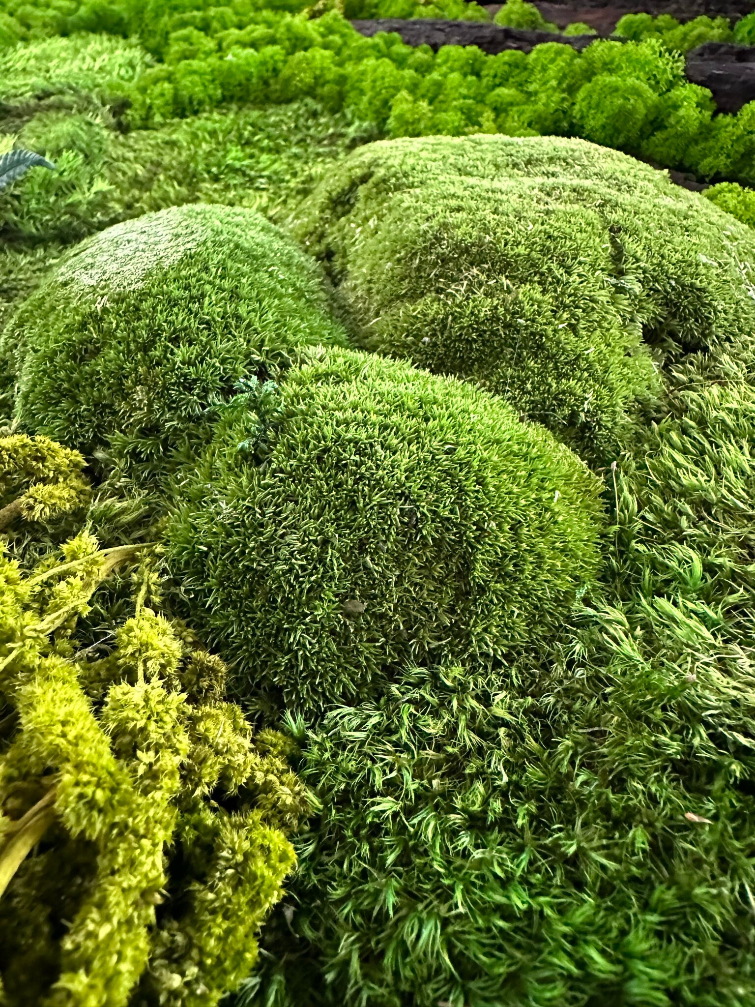 Moss Frame Moss Art Mosswall Moss Picture Home Decoration - Etsy