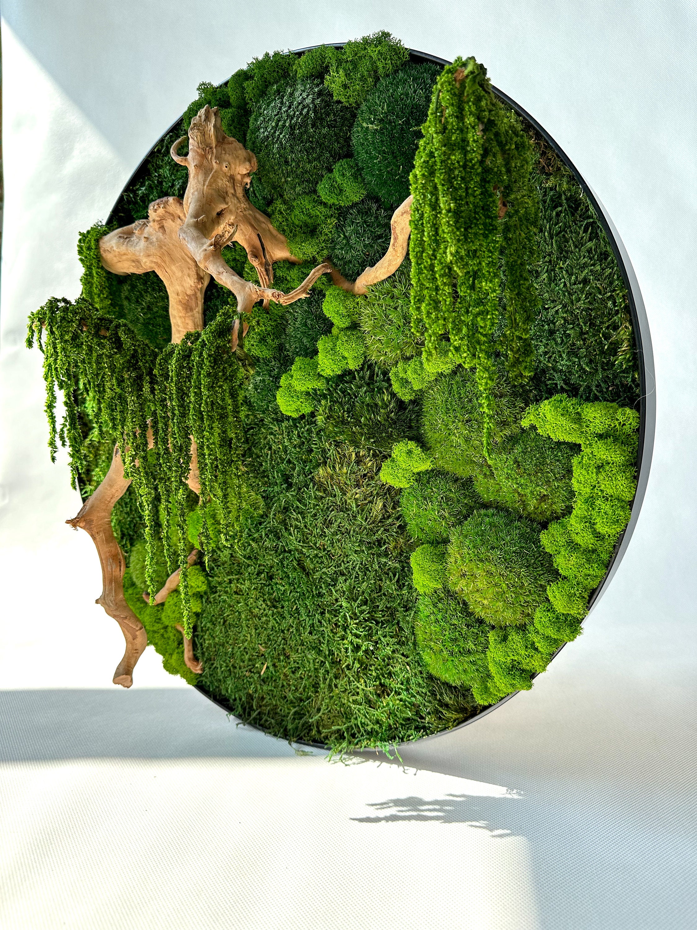 Moss Picture With Exotic Root, Moss Picture, Home Decoration - Etsy