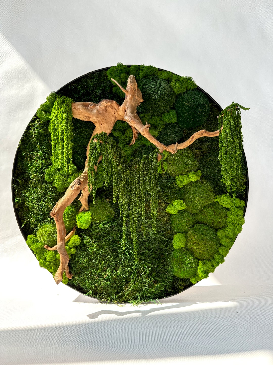 Moss Picture With Exotic Root, Moss Picture, Home Decoration - Etsy