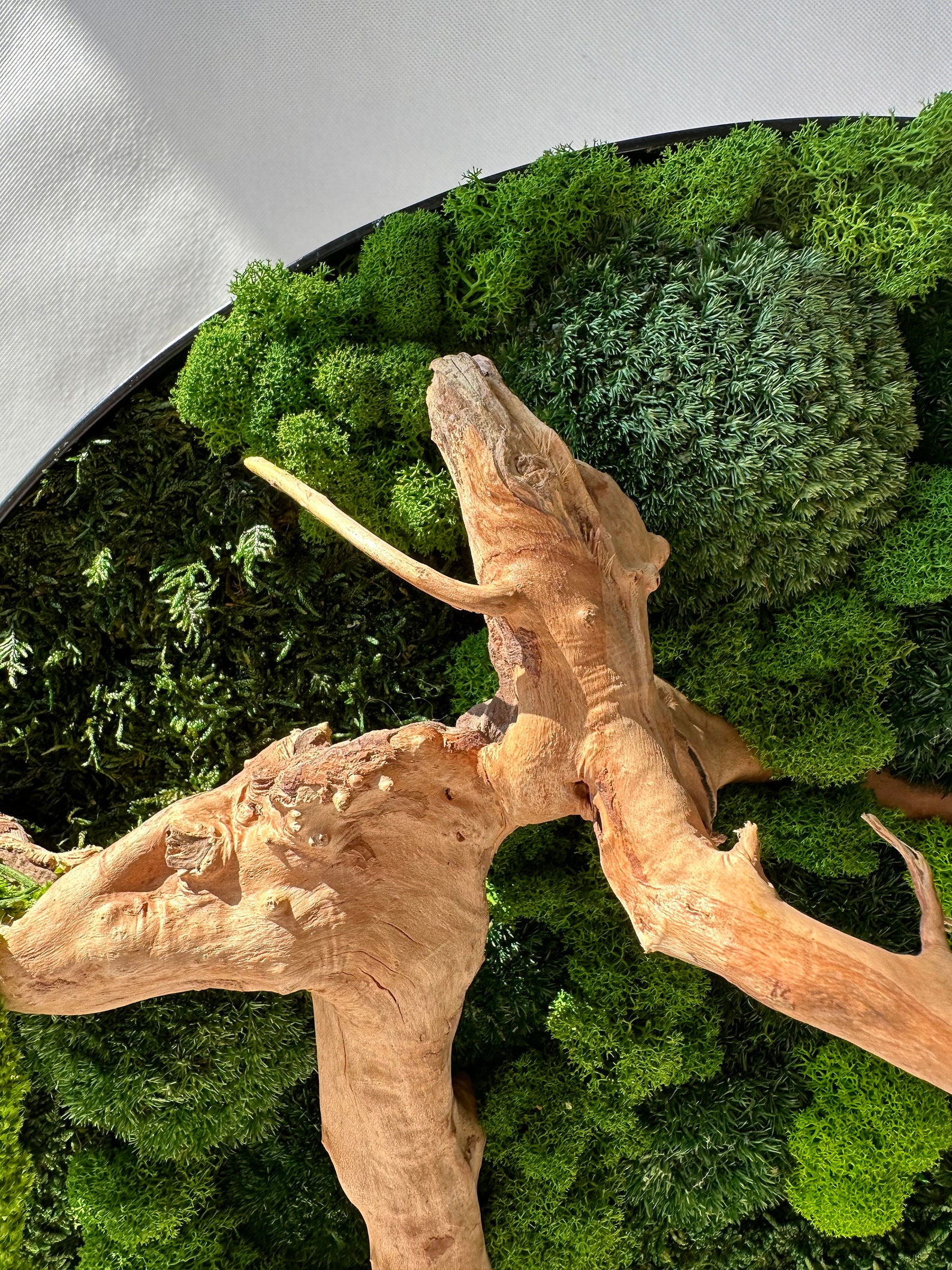 Moss Picture With Exotic Root, Moss Picture, Home Decoration - Etsy