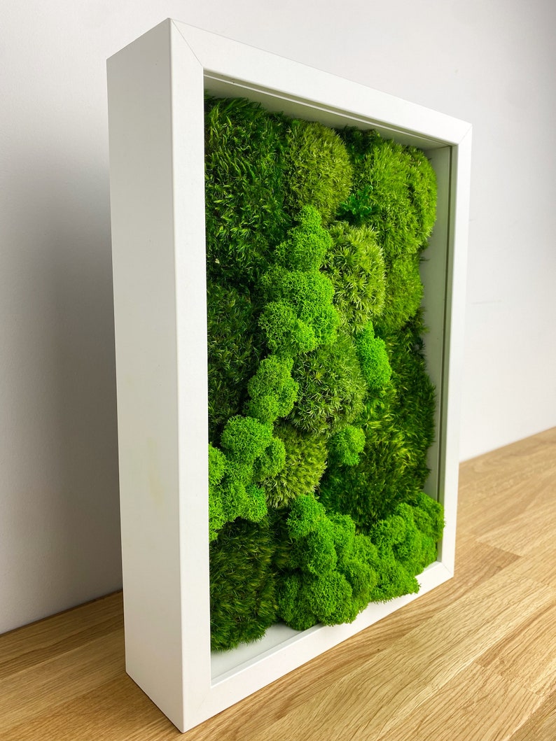 Moss Frame Moss Art Mosswall Moss Picture Home Decoration - Etsy