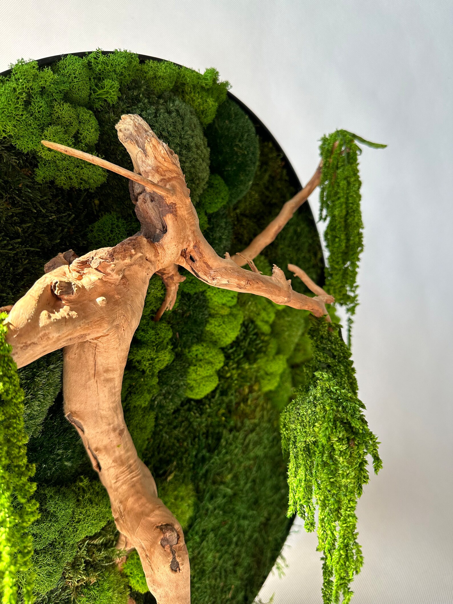 Moss Picture With Exotic Root, Moss Picture, Home Decoration - Etsy