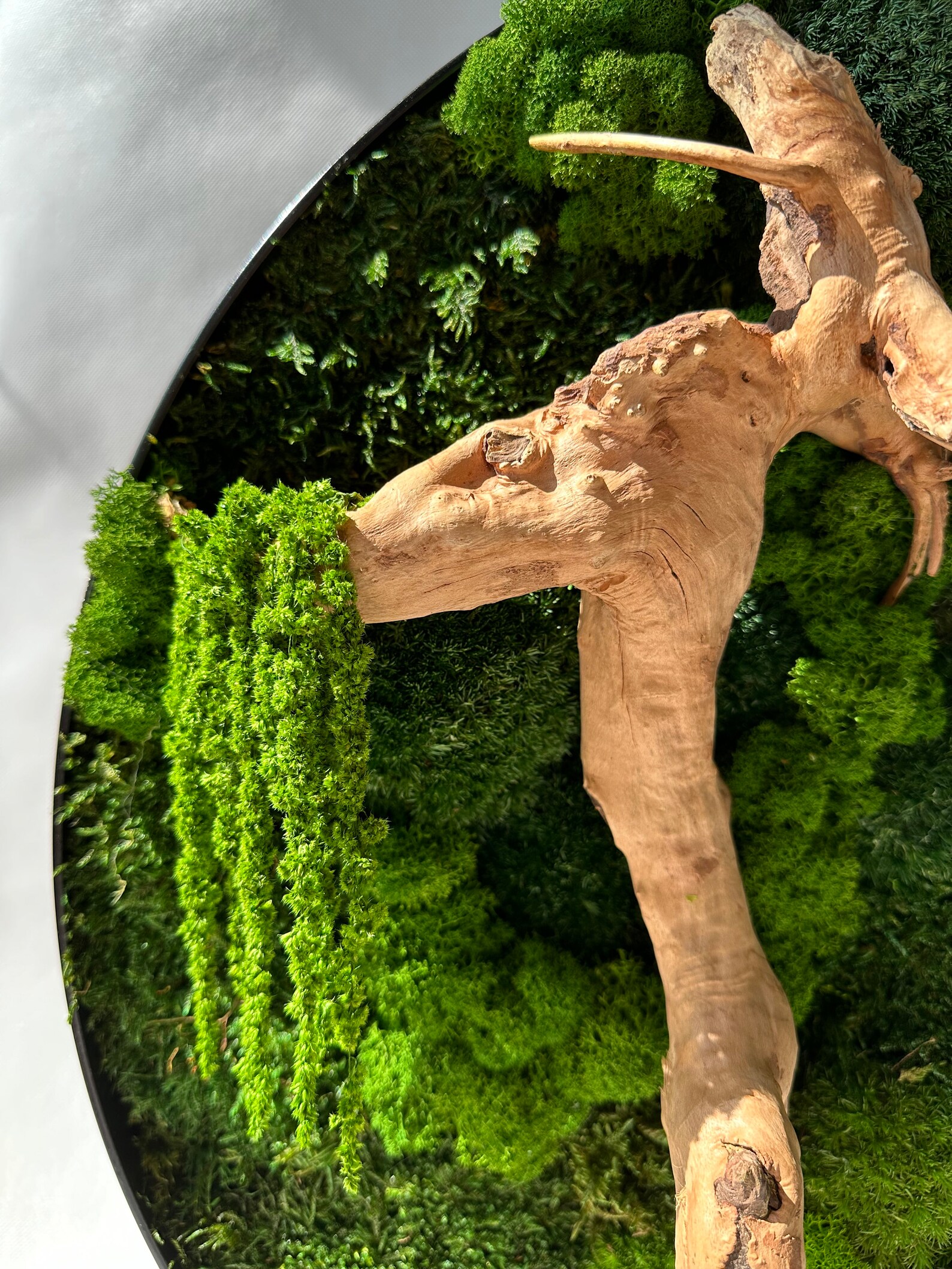 Moss Picture With Exotic Root, Moss Picture, Home Decoration - Etsy