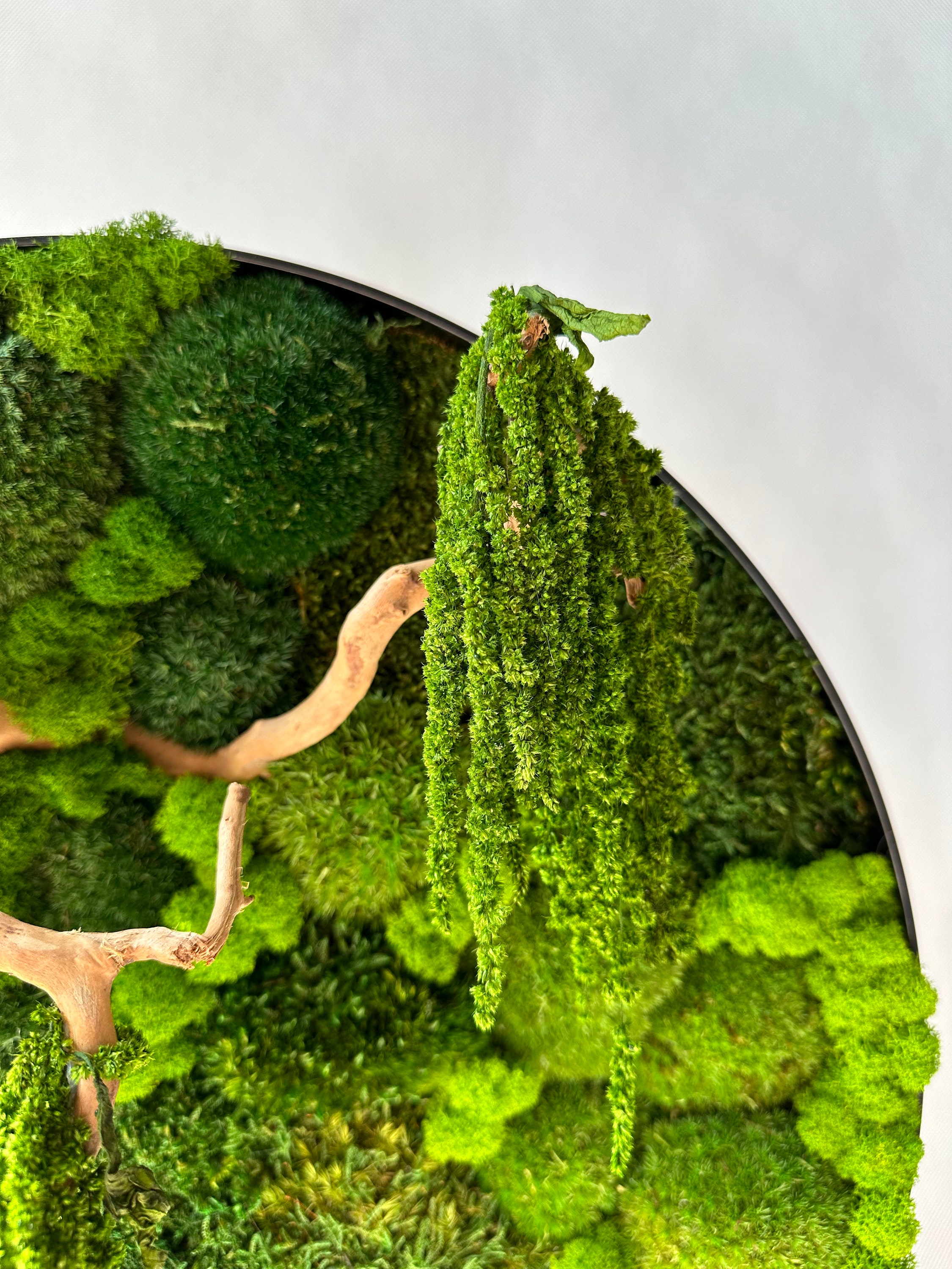 Moss Picture With Exotic Root, Moss Picture, Home Decoration - Etsy