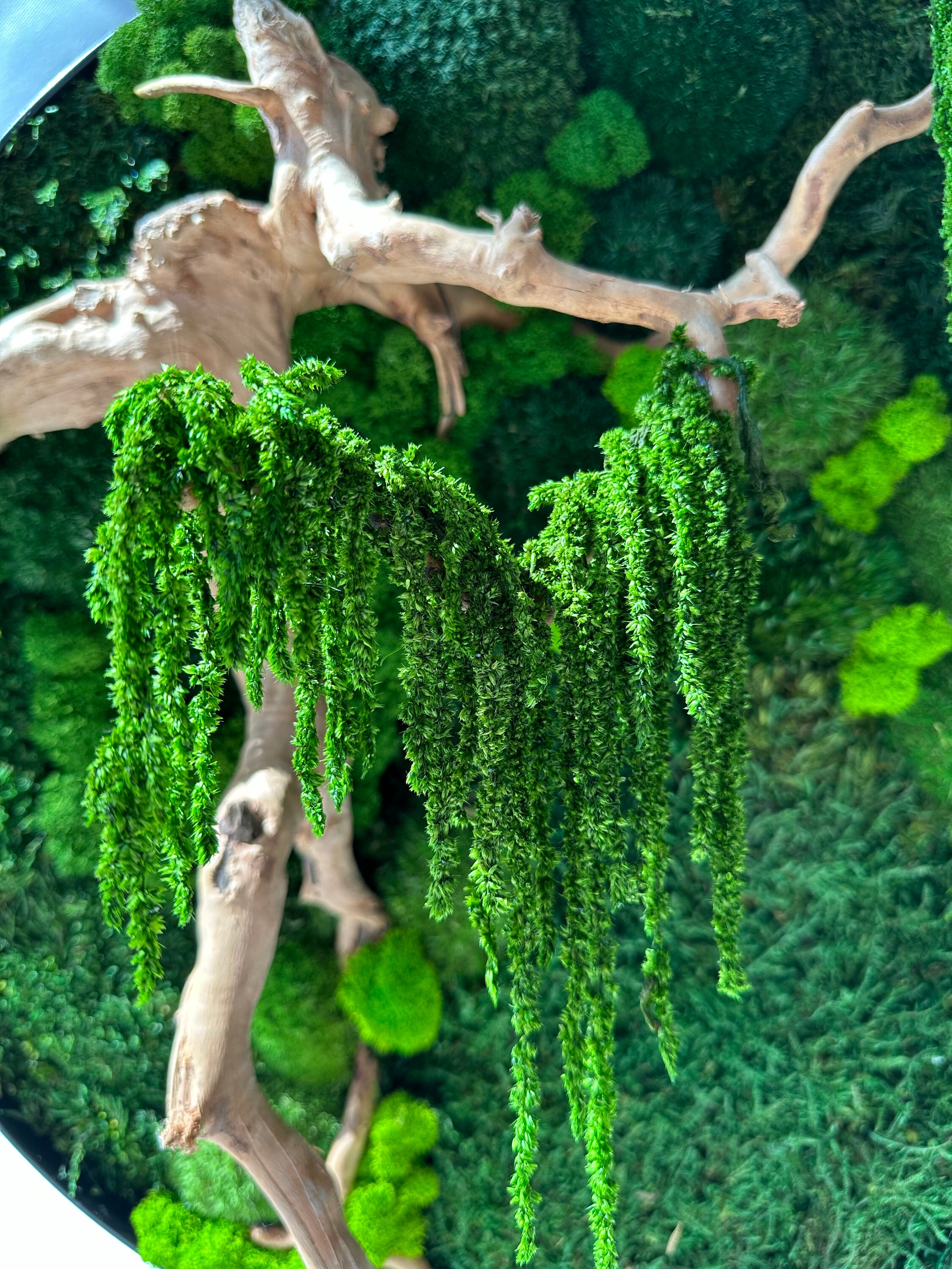 Moss Picture With Exotic Root, Moss Picture, Home Decoration - Etsy