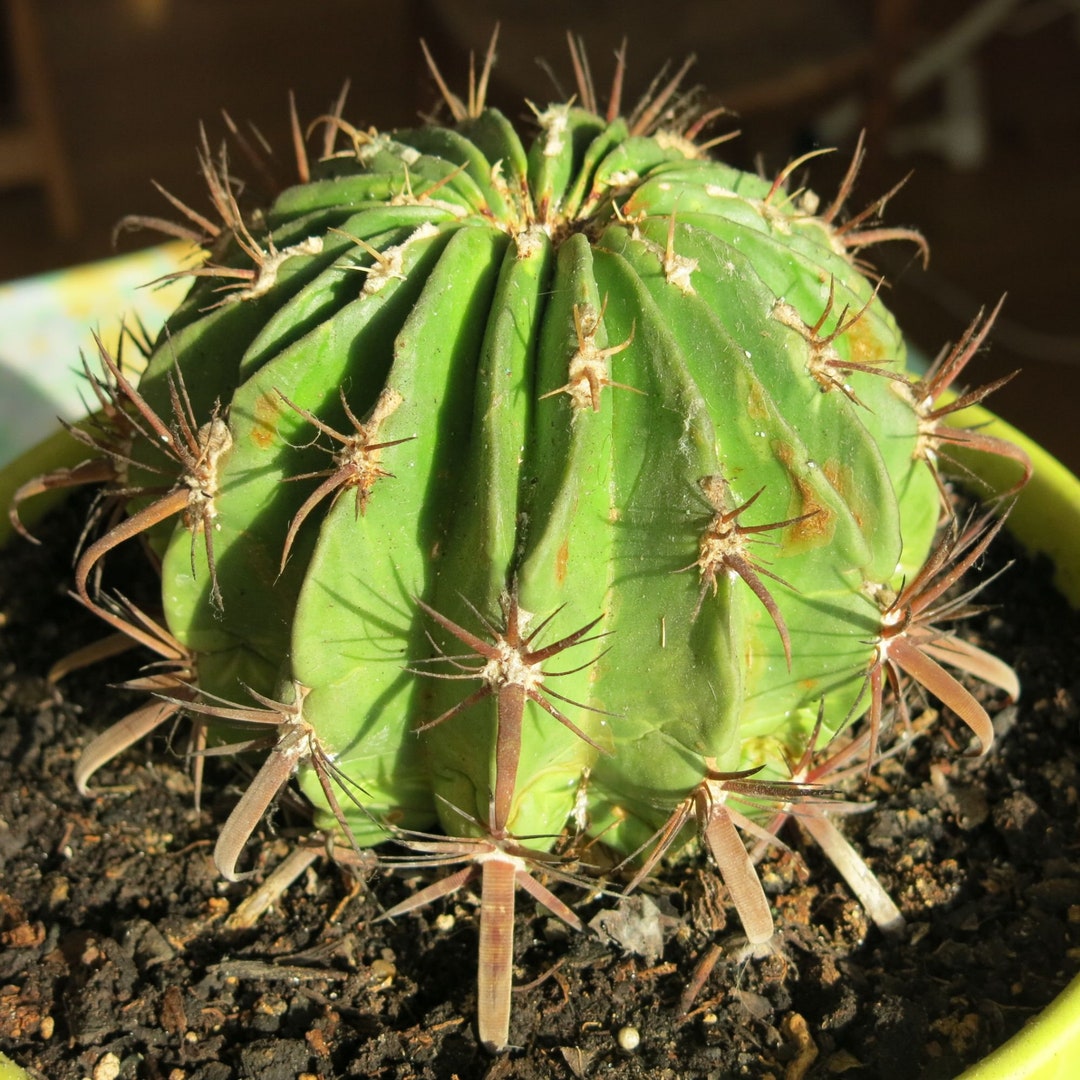 15 Rare Ferocactus Cactus Seeds Mix Wislizeni, Alamosanus ...