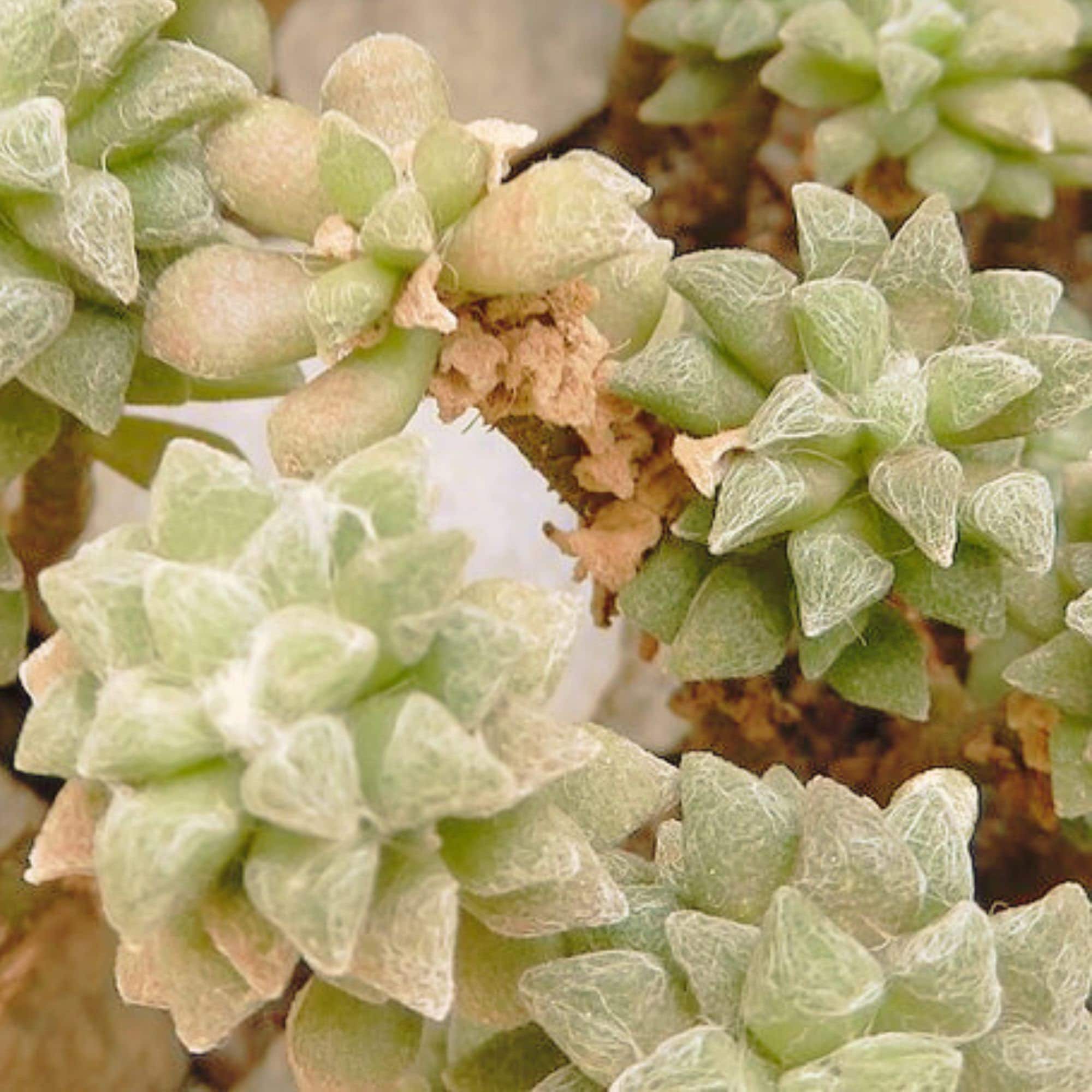 Anacampseros Filamentosa