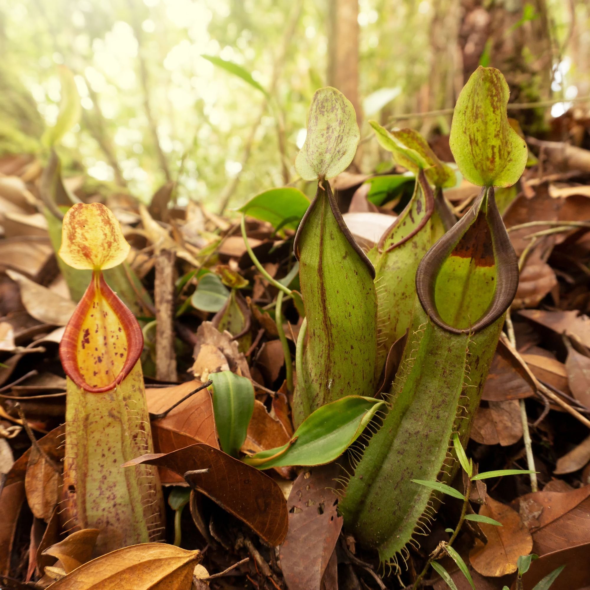 Rare Nepenthes Mirabilis 'tropical Pitcher Plant' Seeds for Carnivorous ...