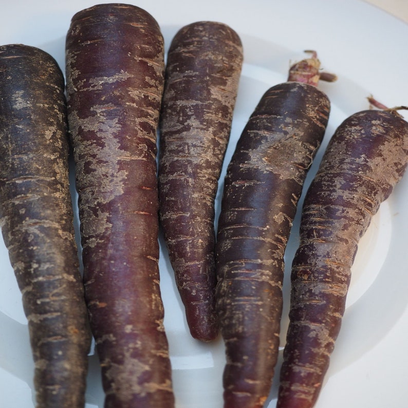 Purple Carrot- Cosmic Purple Carrot Seeds for Nutrient-rich and Tasty ...