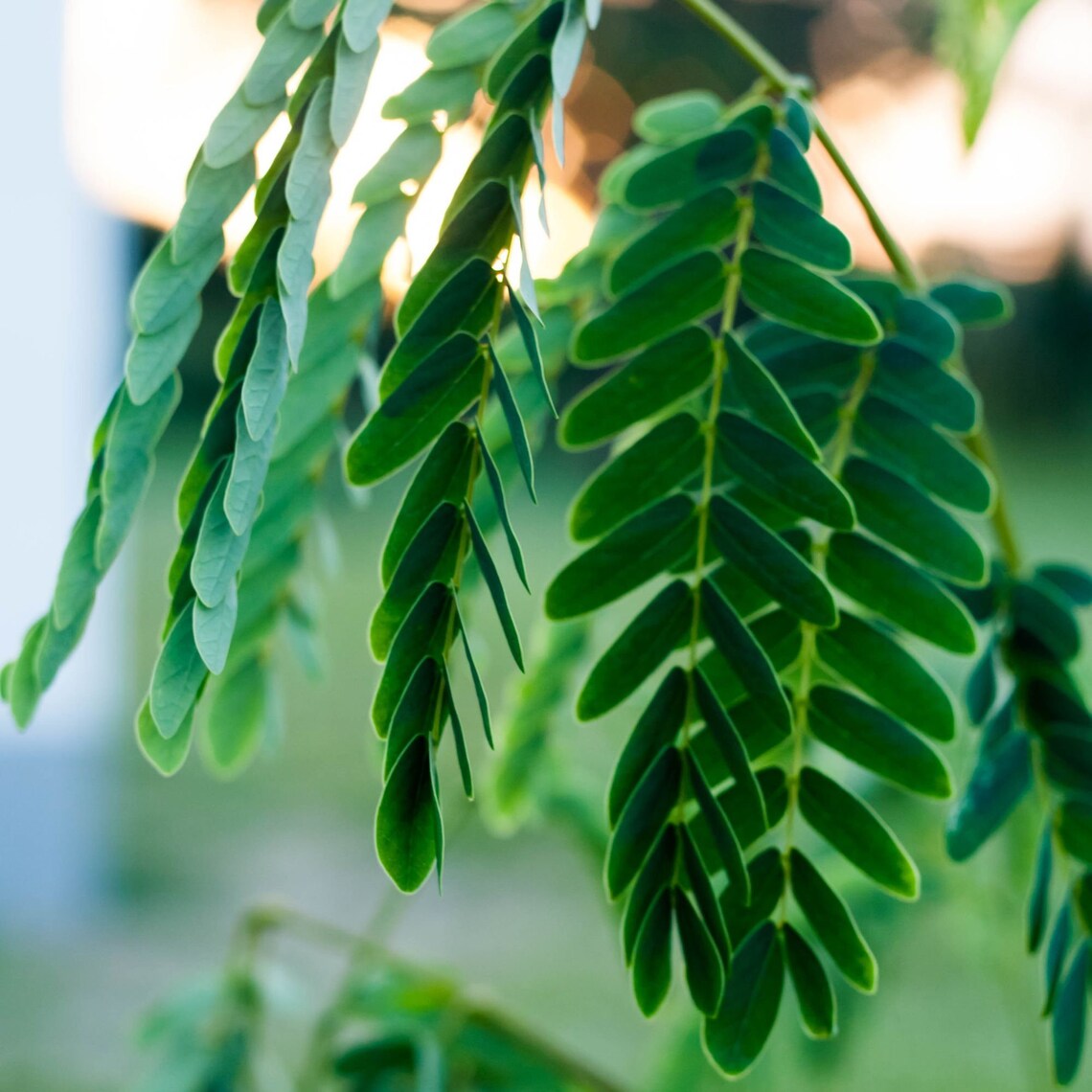 10 Organic Rare Dwarf Moringa Seeds, Drumstick Tree Seeds, Non-gmo ...