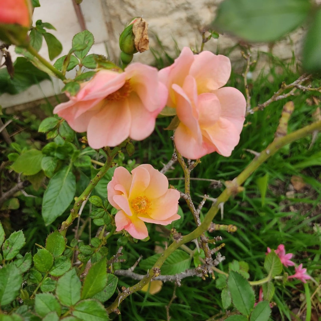 Pink 'blinky' Rose Seeds, Unique Pink Rose Seeds, Premium Seeds, Our ...