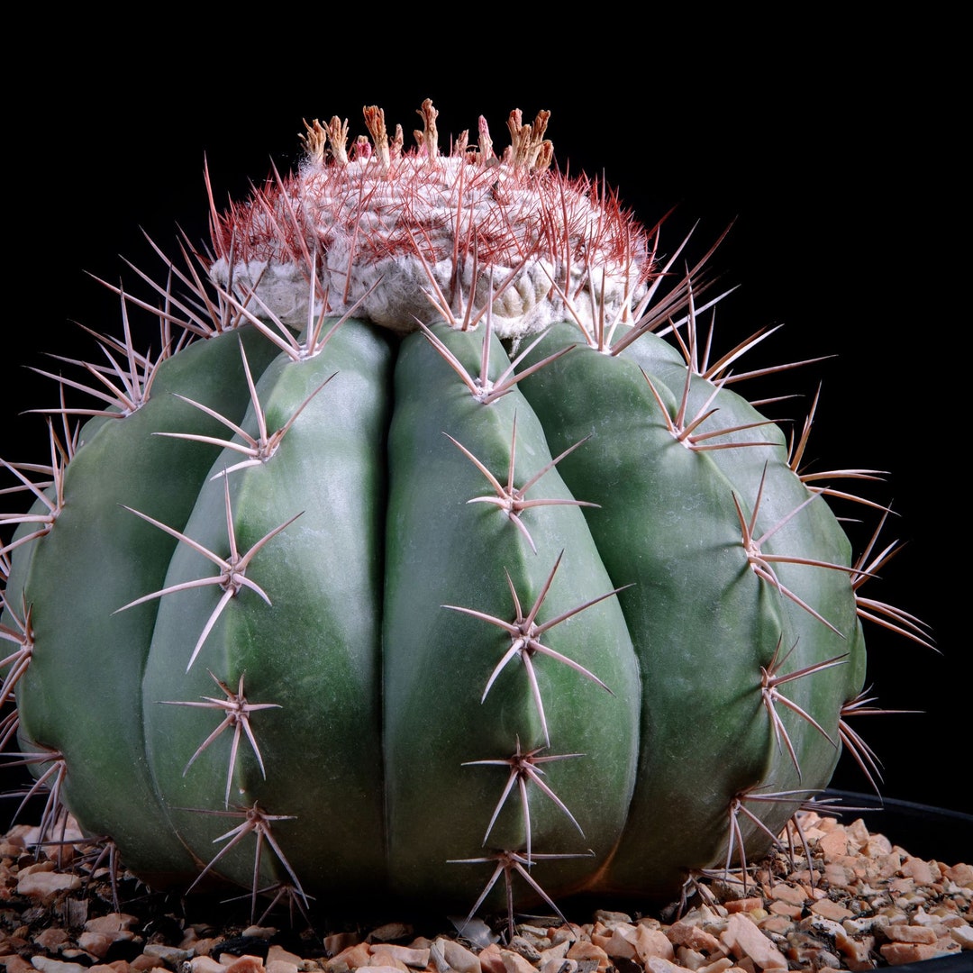 Colorful and Unique Melocactus Cactus Seeds Mix for Indoor and Outdoor ...