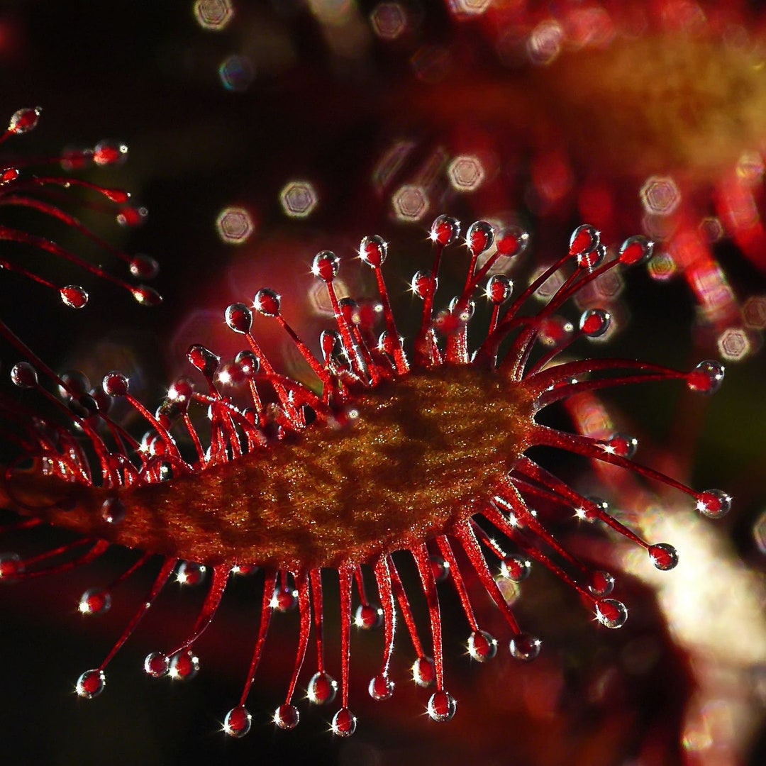 5 Unique Red Drosera Capensis Seeds, African Cape Sundew Seeds ...