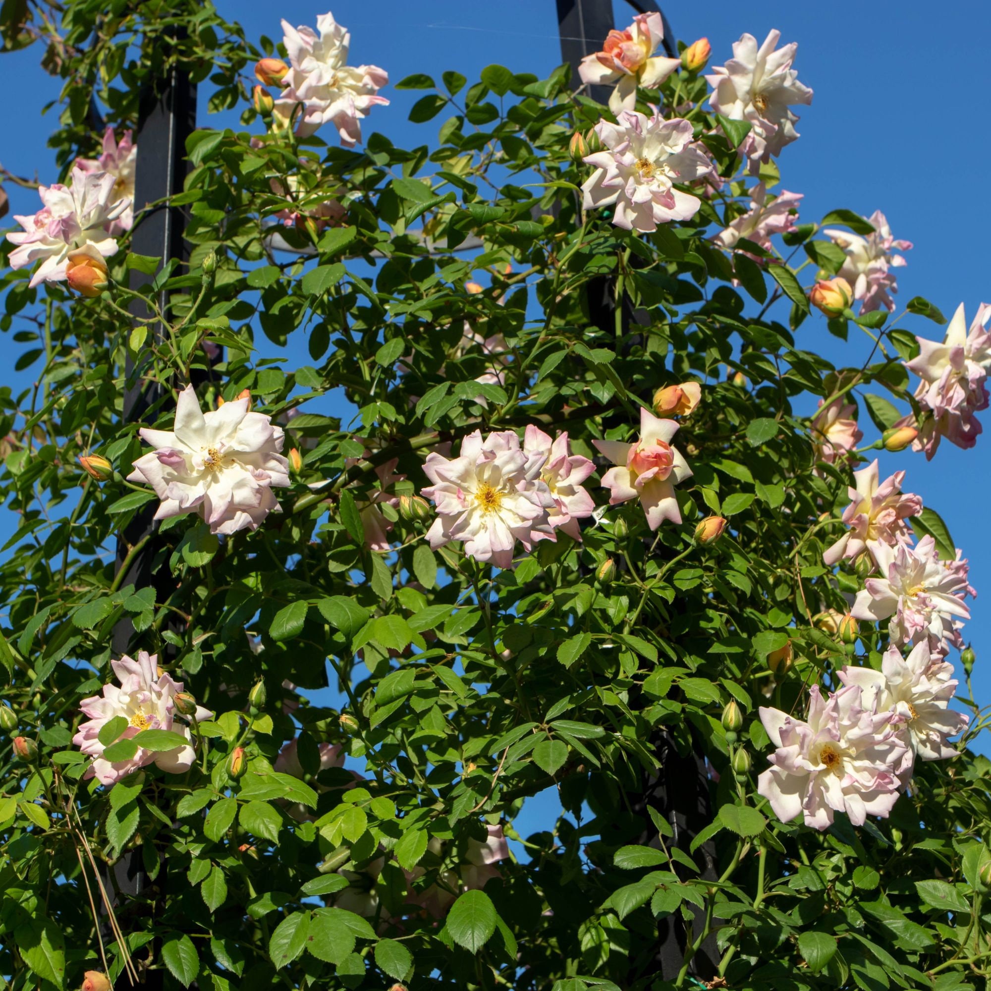 Pink Climbing Rose Seeds, Exotic Pink Rose Seeds, Premium Seeds, Rose ...