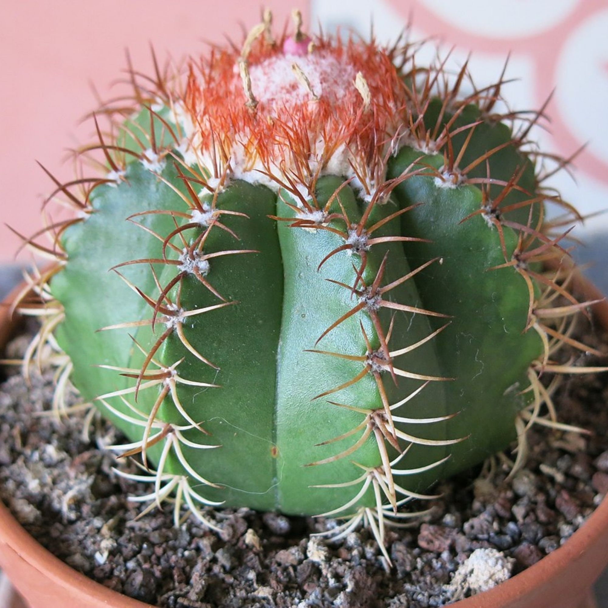 Colorful and Unique Melocactus Cactus Seeds Mix for Indoor and Outdoor ...