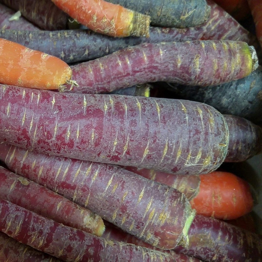 Purple Carrot- Cosmic Purple Carrot Seeds for Nutrient-rich and Tasty ...