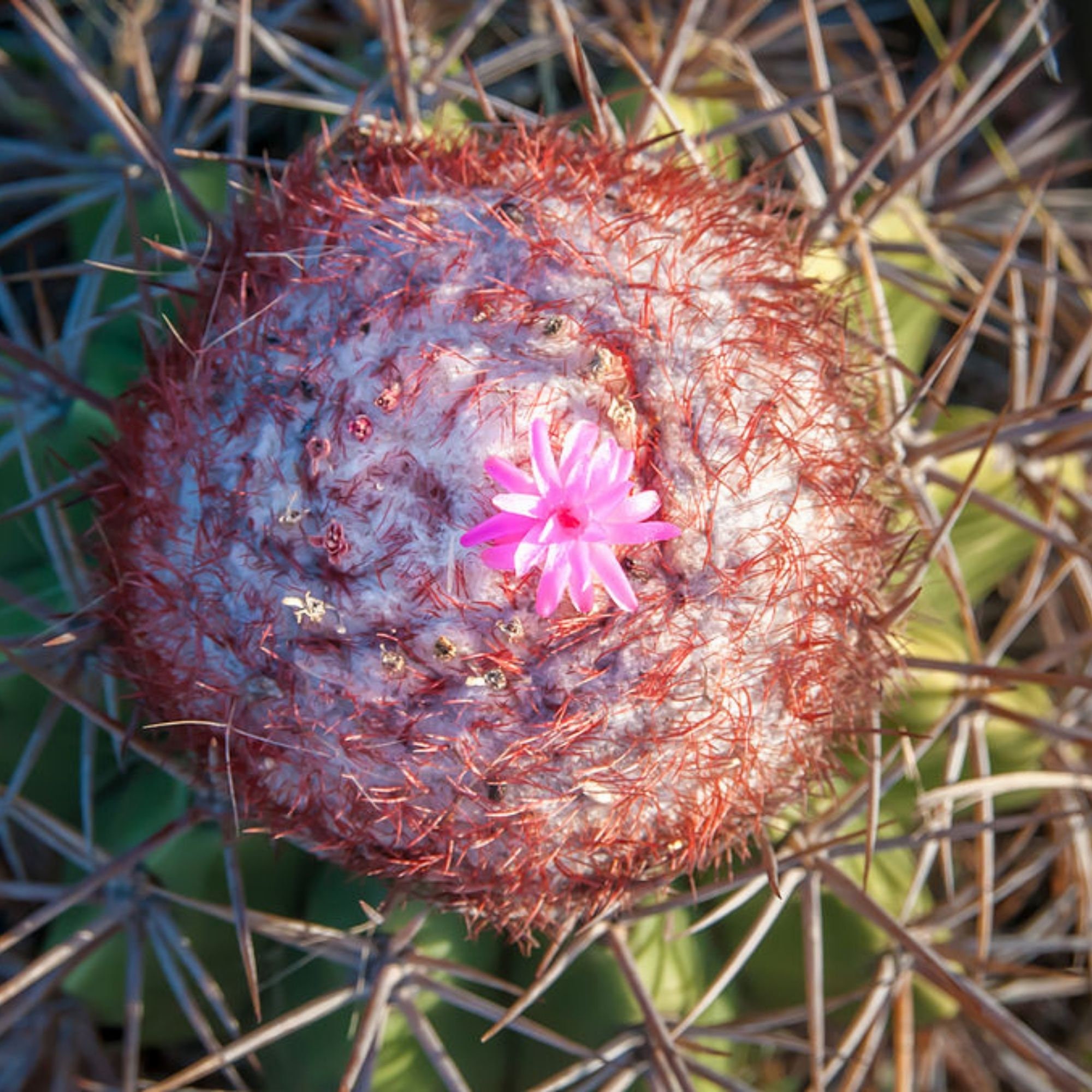 Colorful and Unique Melocactus Cactus Seeds Mix for Indoor and Outdoor ...